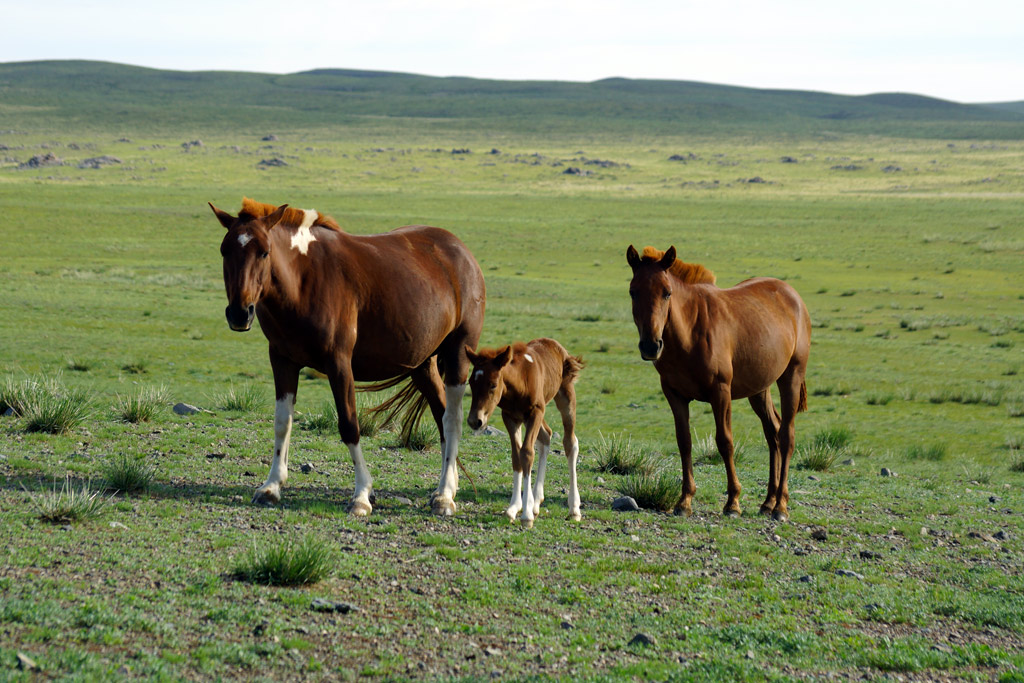 Mongolia – Environmental Health & Pollution Management Institute (EHPMI)